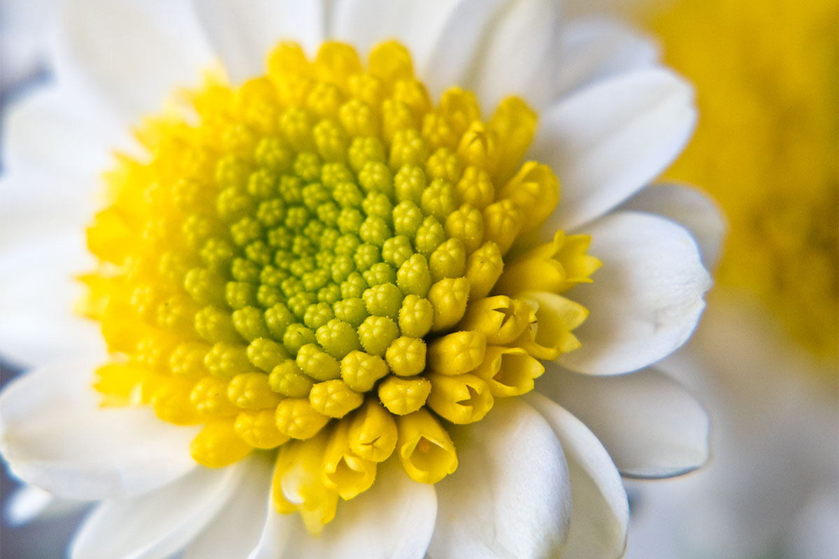 Kenko Global - PRO1D+ INSTANT ACTION CLOSE-UP No.1 & No.3 set